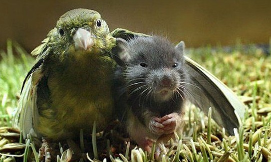 TwinkleDreams: Good Fellow Rat and Bird