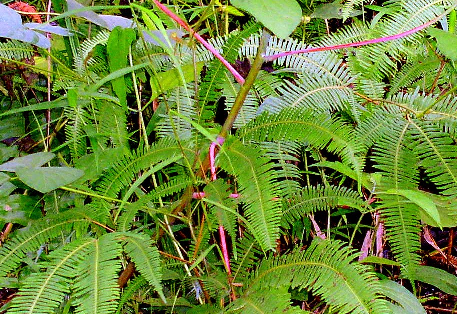 Notes From A Small Island: Agsam - Miracle Wet & Wear