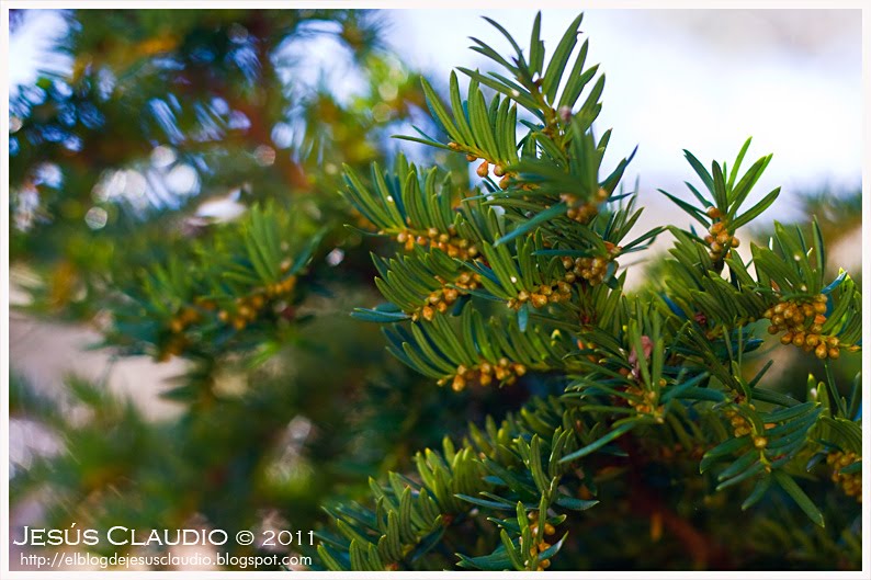 El Blog de Jesus Claudio: Tejo (Taxus baccata). Una joya de nuestra sierra.