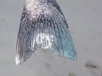 Blue Walleyes: Blue Walleye's or Albino Gold Walleye