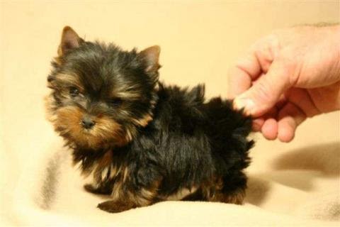 What Is The Life Expectancy Of A Teacup Yorkie