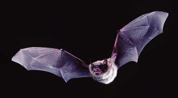 Species: Little Brown Bat
