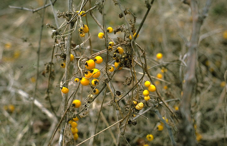 Species: Horse Nettle