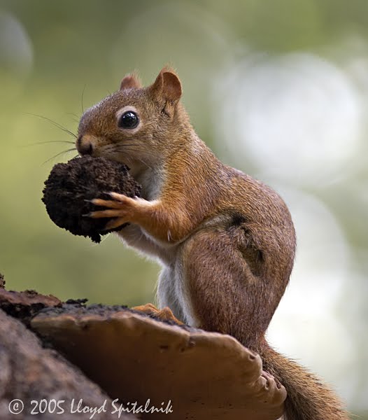 Species: Red Squirrel