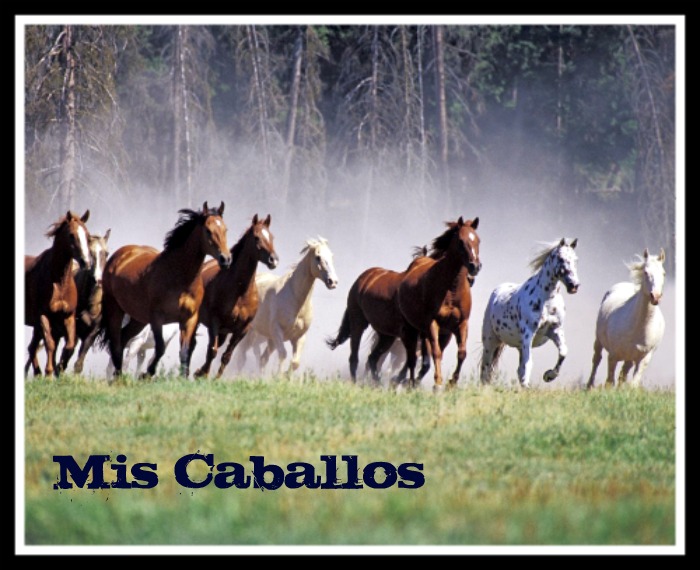 Mis Caballos: En movimiento