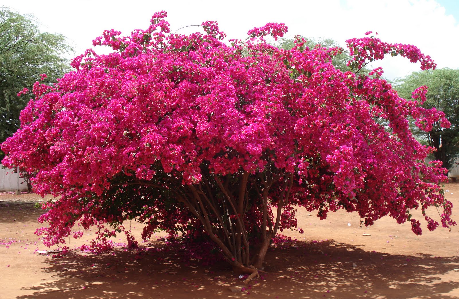 Colégio Estadual Justiniano de Castro Dourado: Árvore da Primavera, no ...