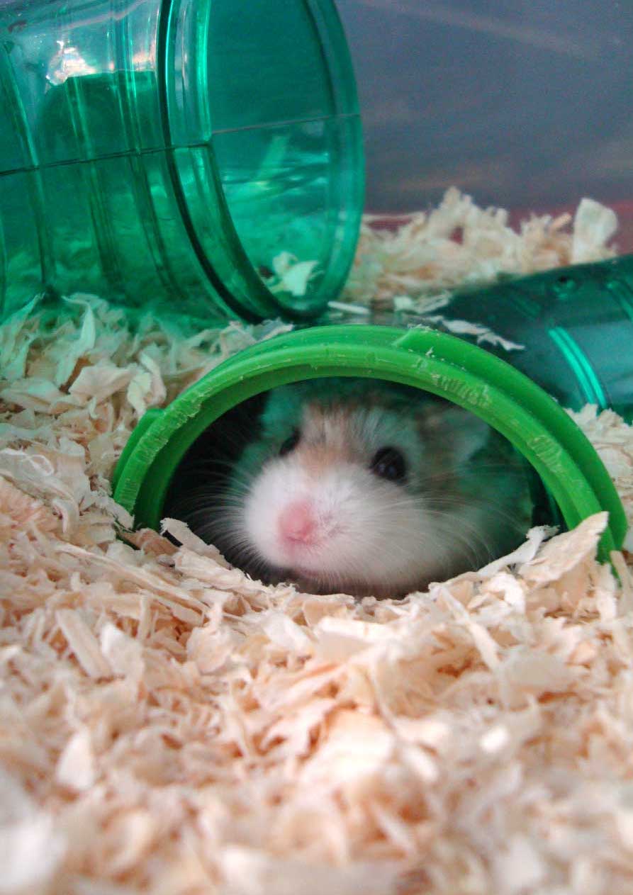 Bobo the Hamster: Lazy Sunday post