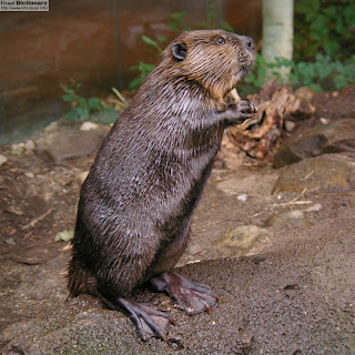 Demeur: Beaver friday