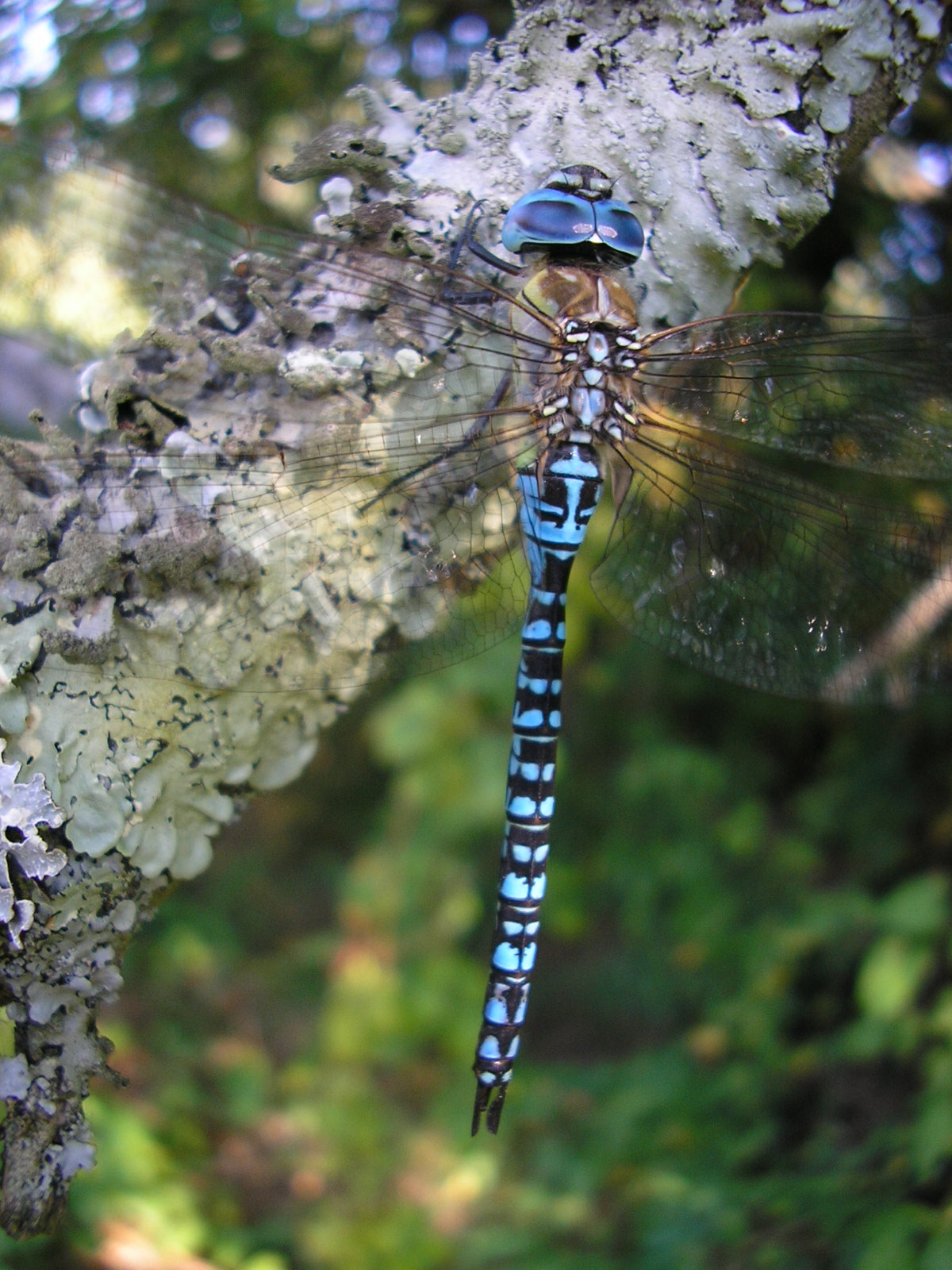 aeshnidae - JungleKey.fr Image