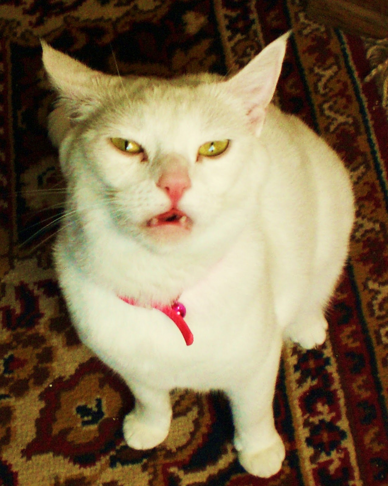 DOWAGER QUEEN: Royal Cat Decree from Queen Bambi