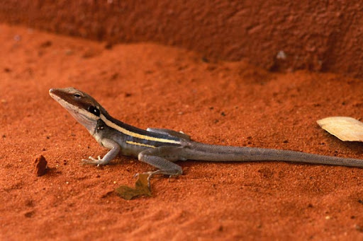 Australien Sehenswürdigkeiten: Alice Springs Desert Park