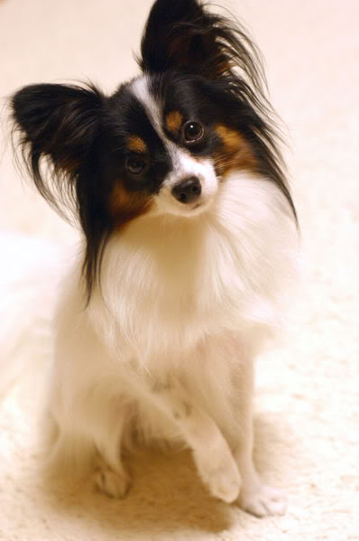 Papillon Small Dog - Dog Wallpapers