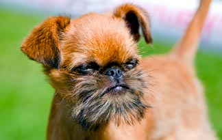 Medium Dog Breeds: Brussels Griffon Wallpaper
