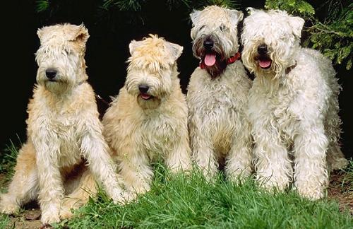 Terrier Group