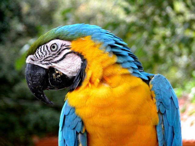 Arara-canindé (Ara ararauna) | Papagaios & Cia