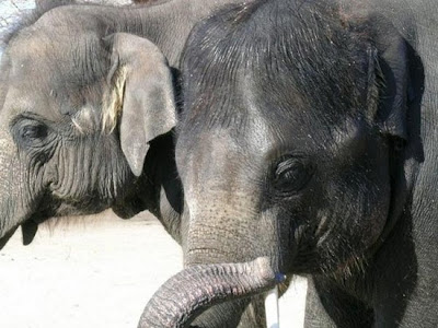 Toshokan: Animal fetuses