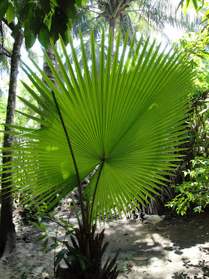 Obstacles and Glories: Anahaw Leaves