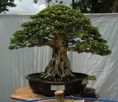 TROPICAL BONSAI INDONESIA: FICUS BONSAI