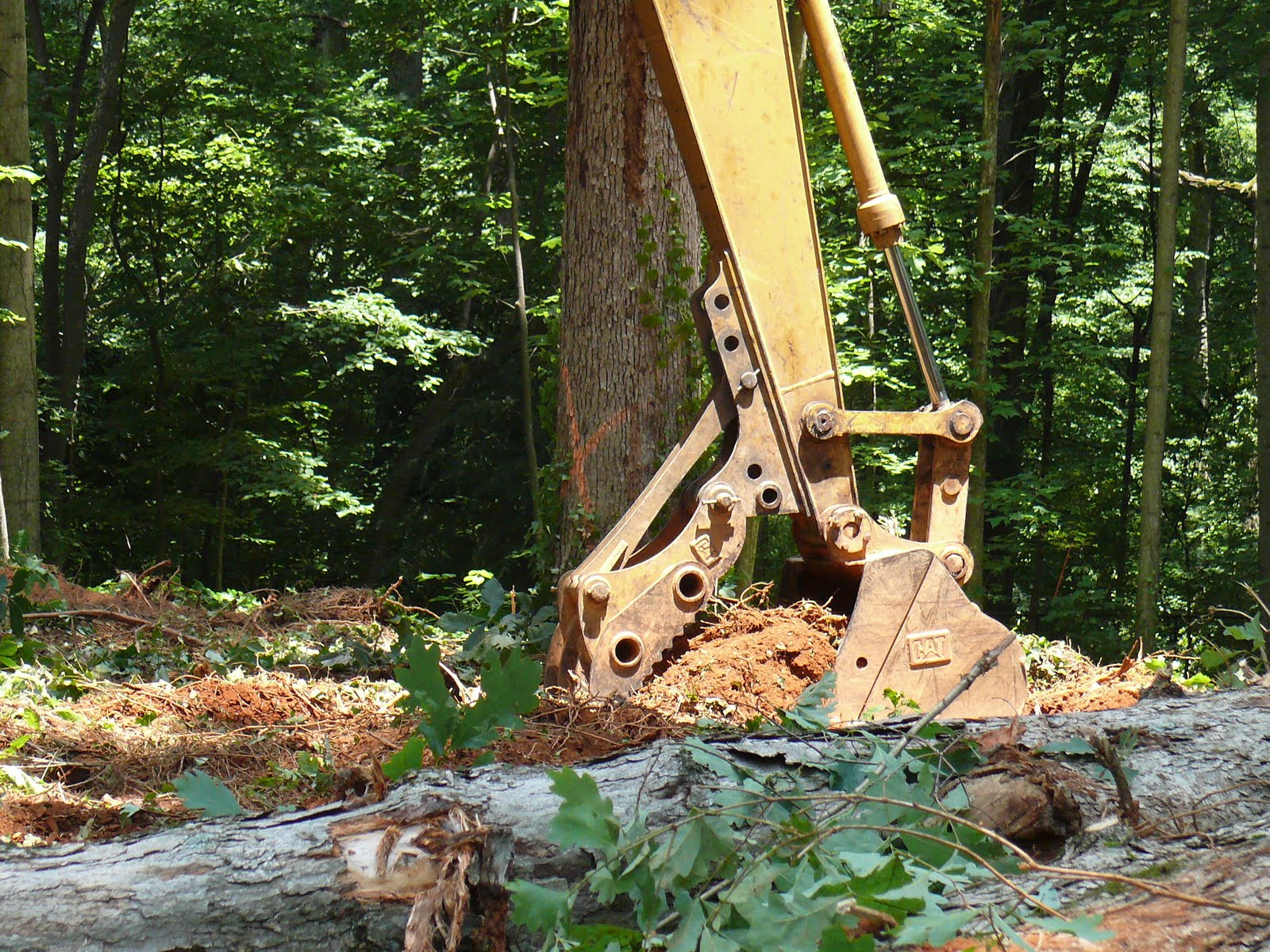 Coming Home: Breaking Ground (and Losing Trees)