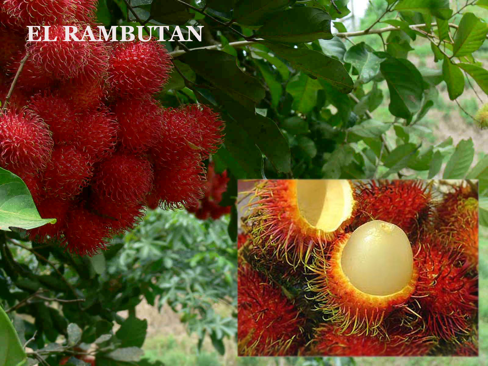 Millyhas777: El Rambután