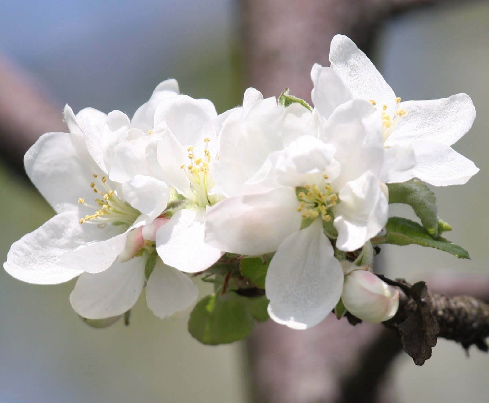 Vasile Dancu & friends: Sculptând o floare