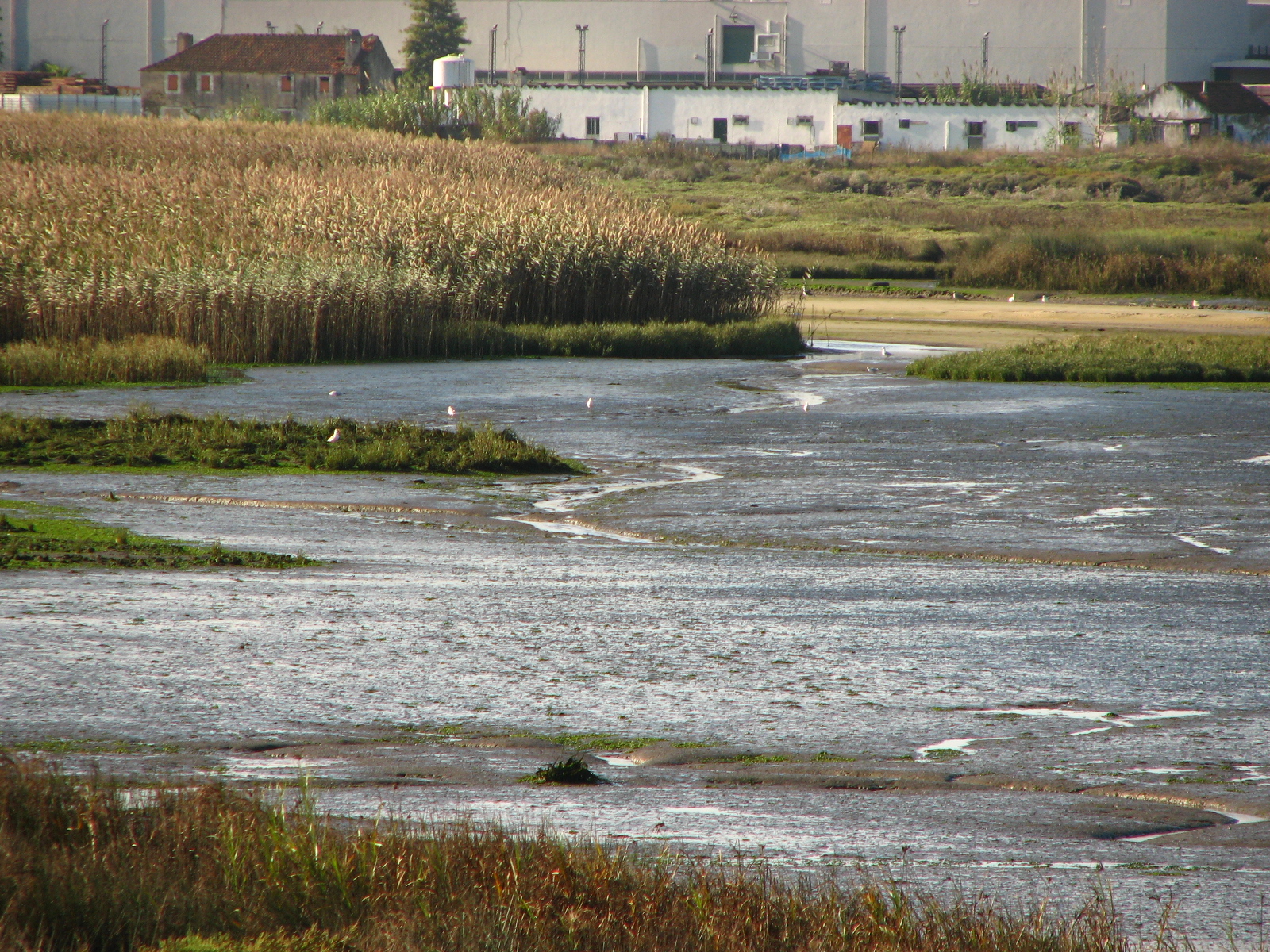 Conheça o Sapal, do vegetal ao animal!: O que é um Sapal?