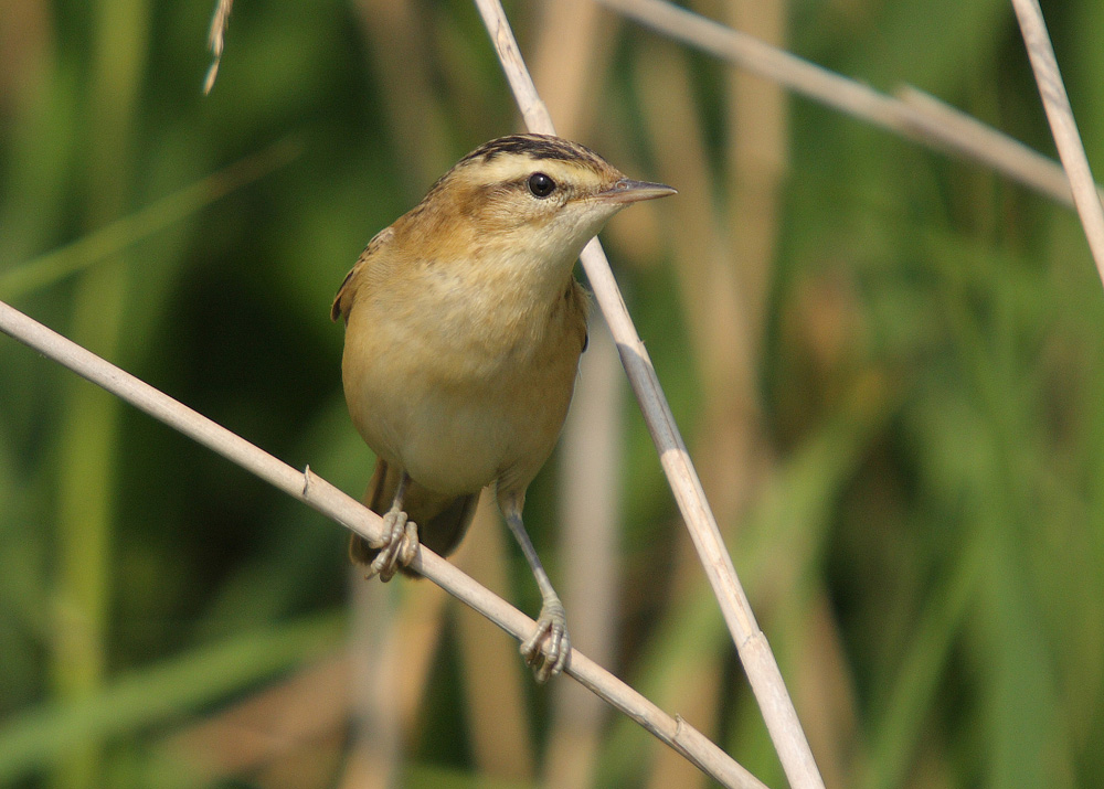 Mike Randall Bird Photography: From The Reed Bed