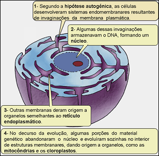 Amigo Das Ciências - Modelo autogenético