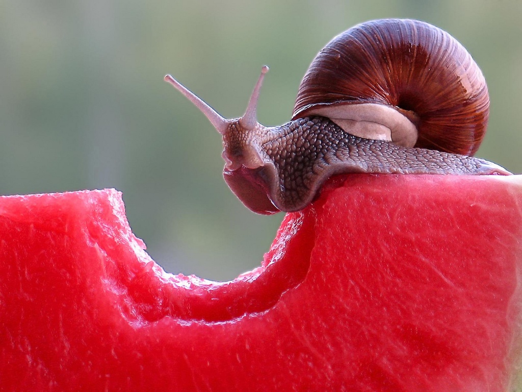 The W's: Snail photos