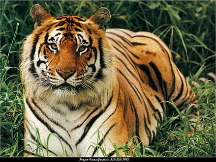 Go Green for the World: Myanmar creates world's largest tiger reserve ...