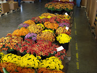 Life in the Dweeb Lane: Clear Springs Auction