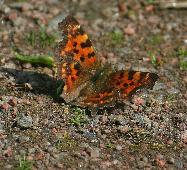 Iineksen kuvat: Lisää perhosia