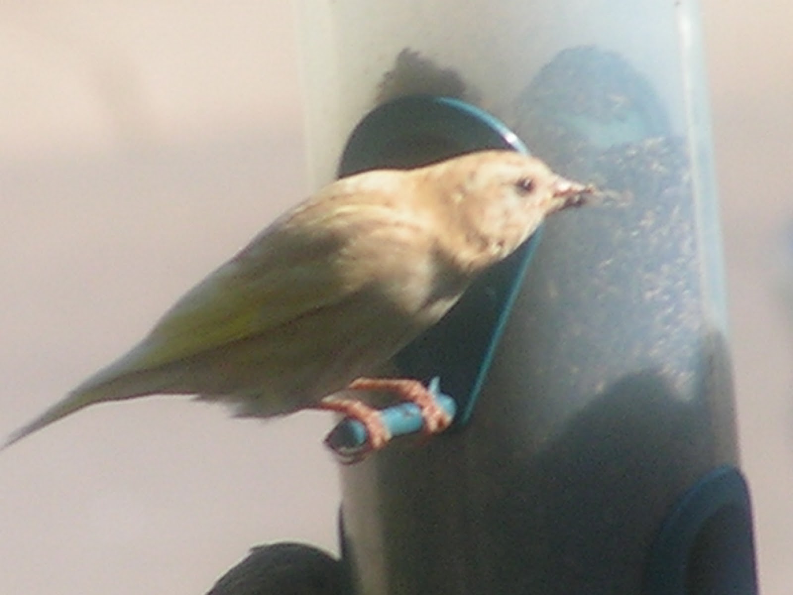 Prairie Birds: Ghost bird