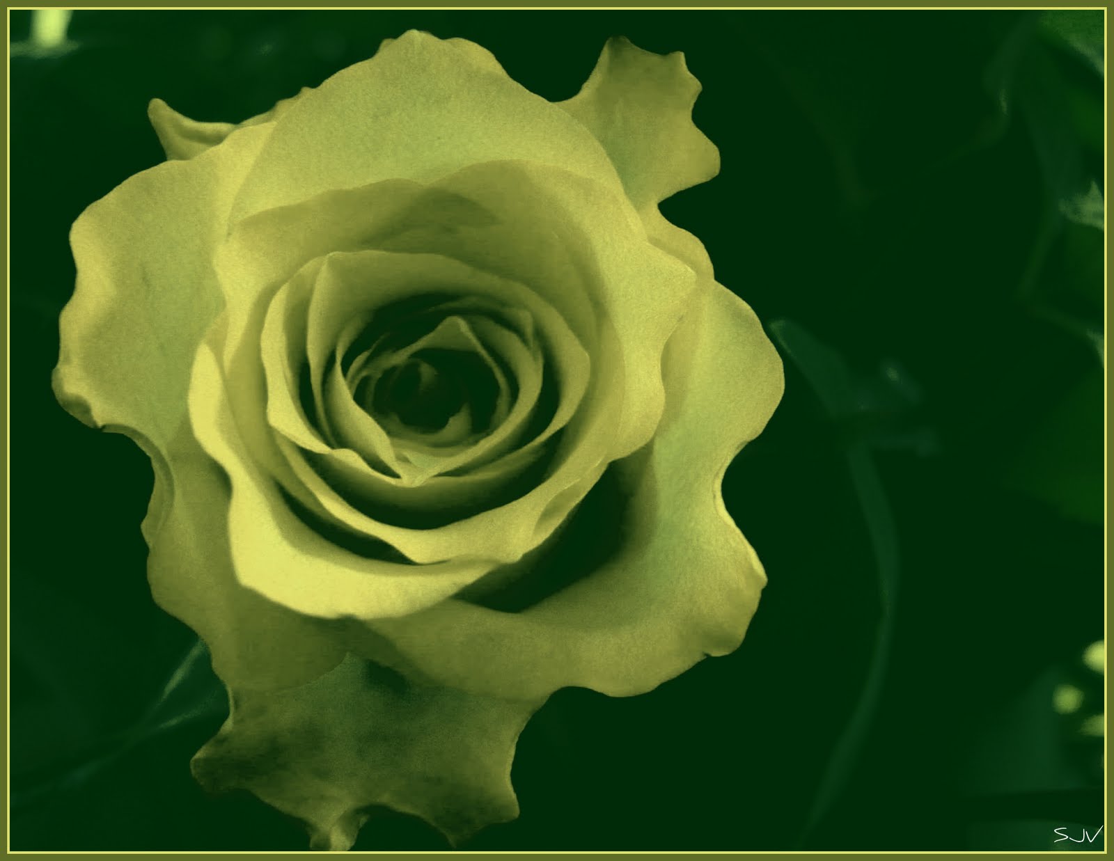 SARAH 2010...a photo a day !: Single yellow rose