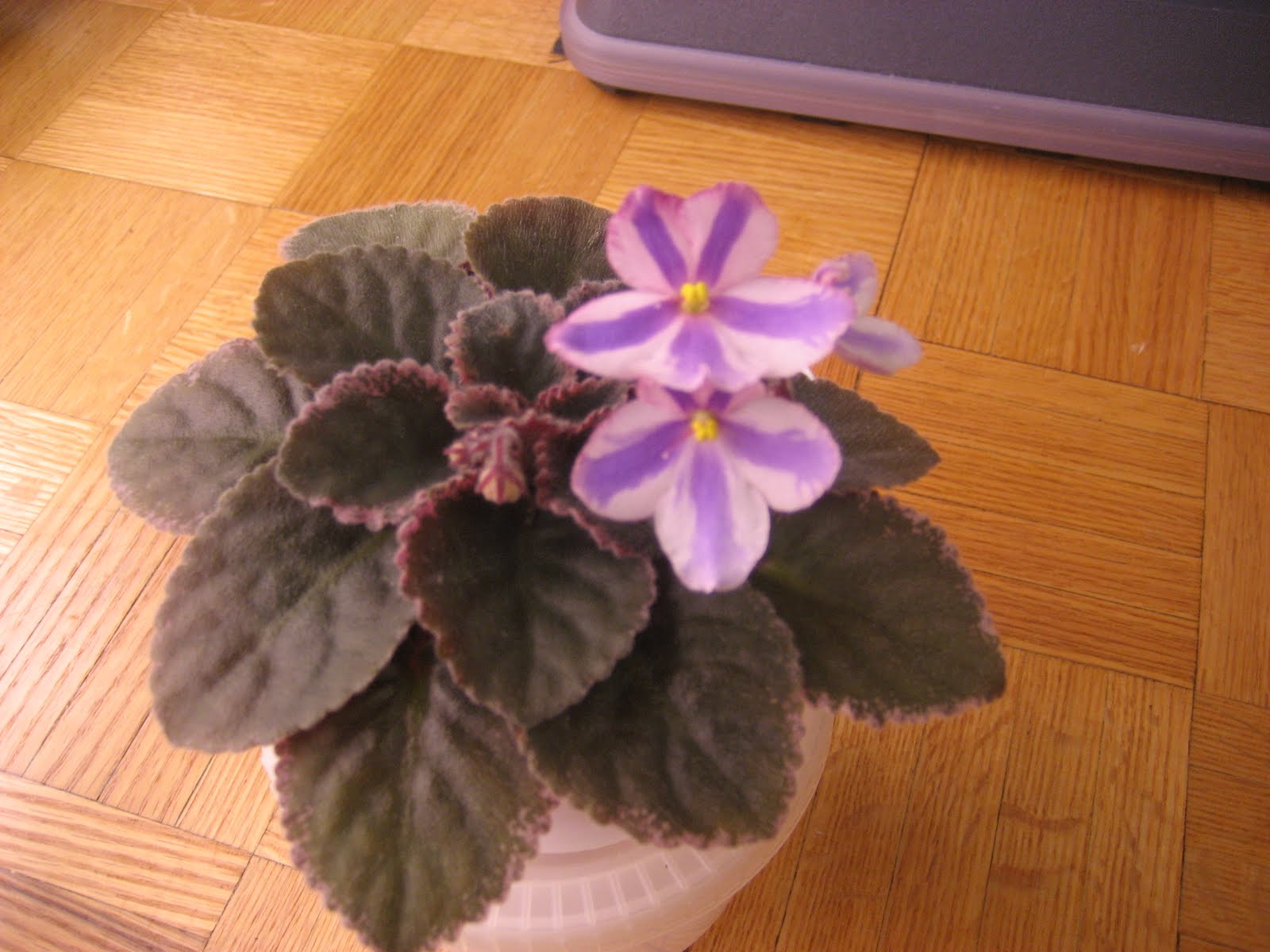 Growing and Showing African Violets!: Chimeras----Pinwheels of Fun