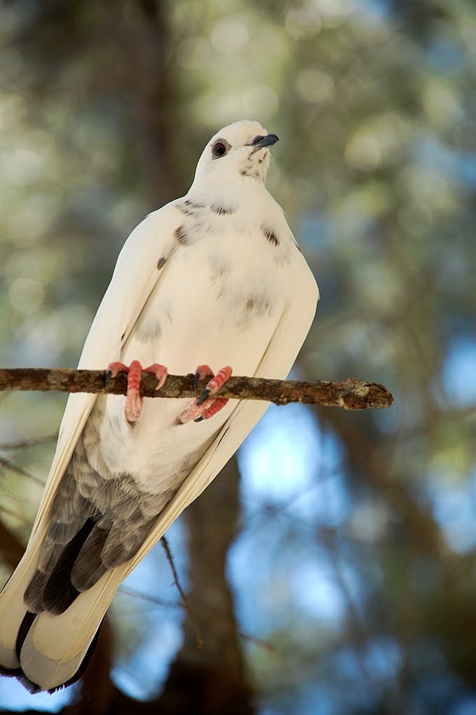 THROUGH MY HUMBLELENS: Land of Borneo Manukan Island