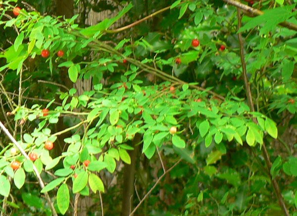 Laura's Blog: Wild Berries in the Pacific Northwest (Huckleberry and ...