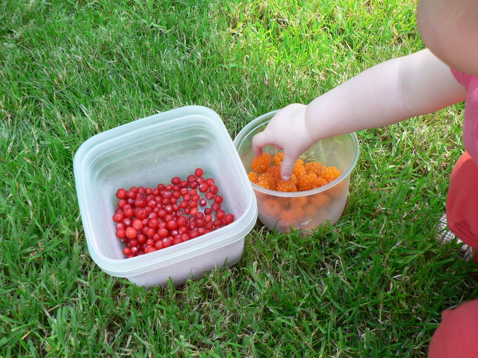 Laura's Blog: Berry Picking - Wild Berries in Western Washington