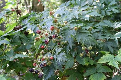 Laura's Blog: Wild Berries in Western Washington (Blackberries)