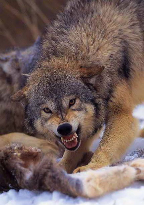 Espolon: EL FEROZ LOBO DE GUBBIO