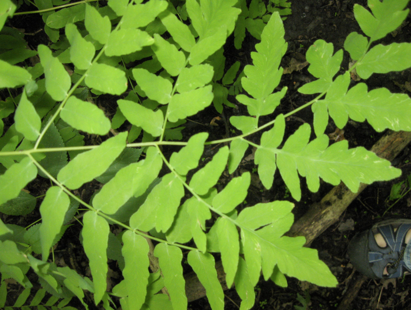 Species Blog: Lowland Forest-Royal Fern