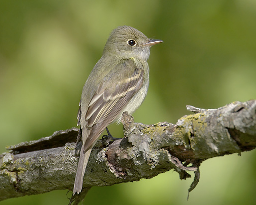 Species Blog: Swamp Ecosystem-Acadian Flycatcher