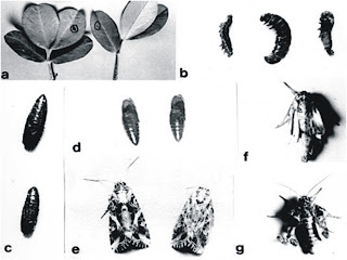 All About Insect: Ketahanan Tanaman Terhadap Serangga