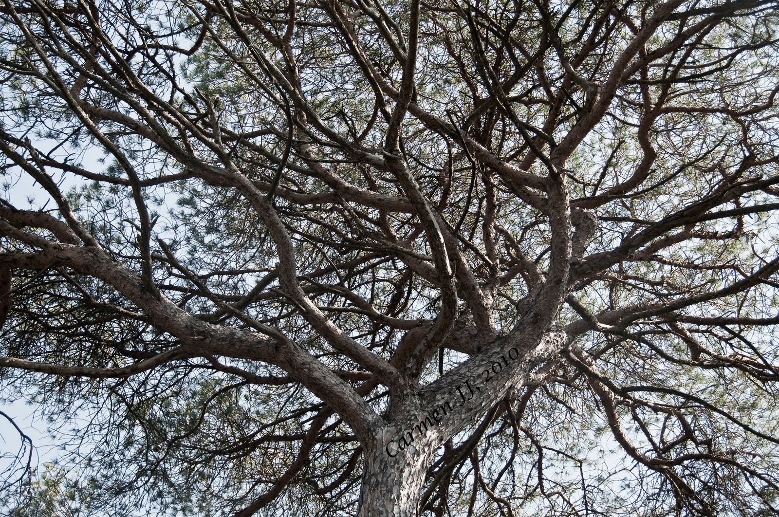 Mirando el mundo: Para irse por las ramas