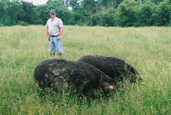 Wooly Pigs: "Heath Putnam Farms" is "Wooly Pigs"