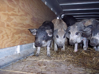 Wooly Pigs: Wooly Pigs Sells Approximately 100 Mangalitsa pigs to ...