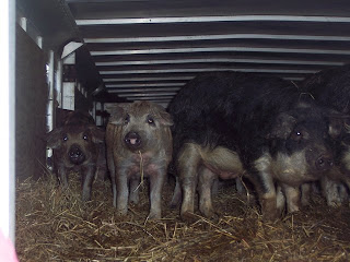 Wooly Pigs: Wooly Pigs Sells Approximately 100 Mangalitsa pigs to ...