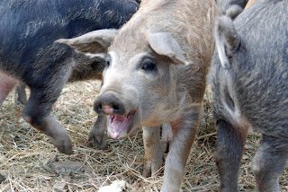 Wooly Pigs: Yet More Mosefund Piglet Pictures
