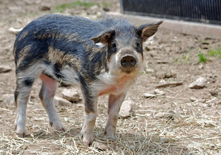 Wooly Pigs: Yet More Mosefund Piglet Pictures