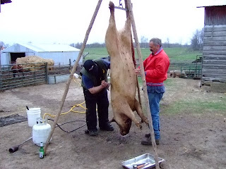 Wooly Pigs: Mangalitsa Culture in America